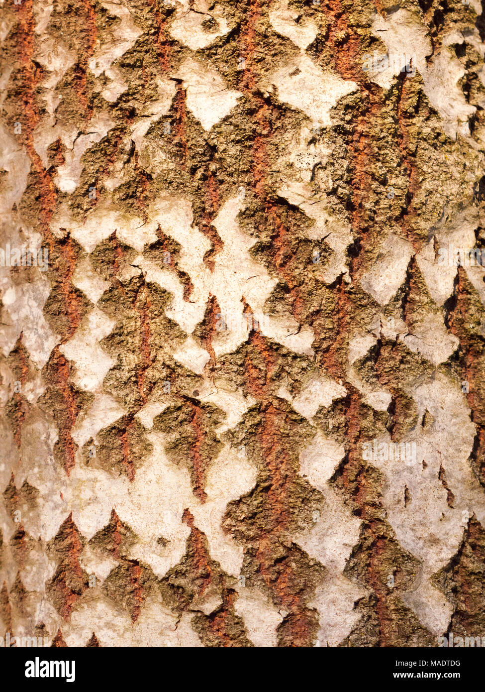 Aspen bark uk hi-res stock photography and images - Alamy