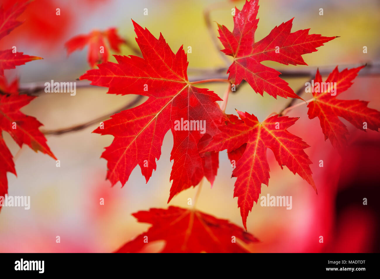 Branch with red maple leaves. Canada Day maple leaves background ...