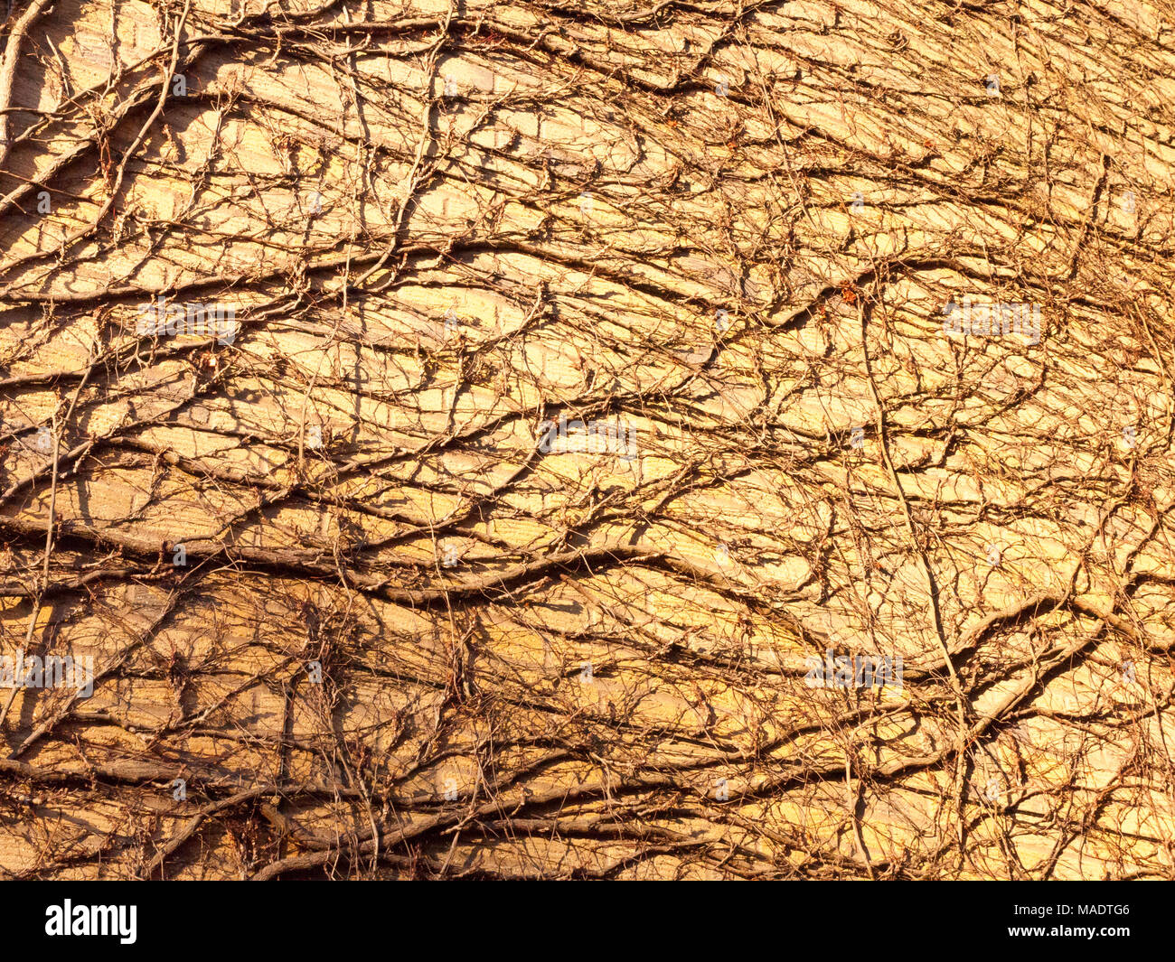 texture in sunlight of tree vines on wall side bricks house background ...