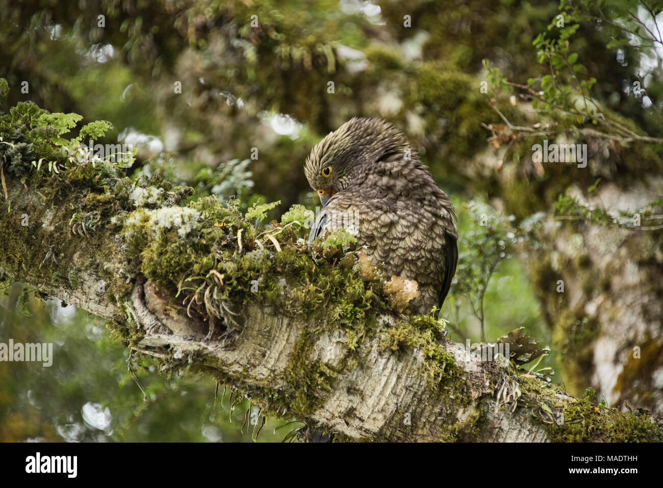 Oceania species hi-res stock photography and images - Alamy