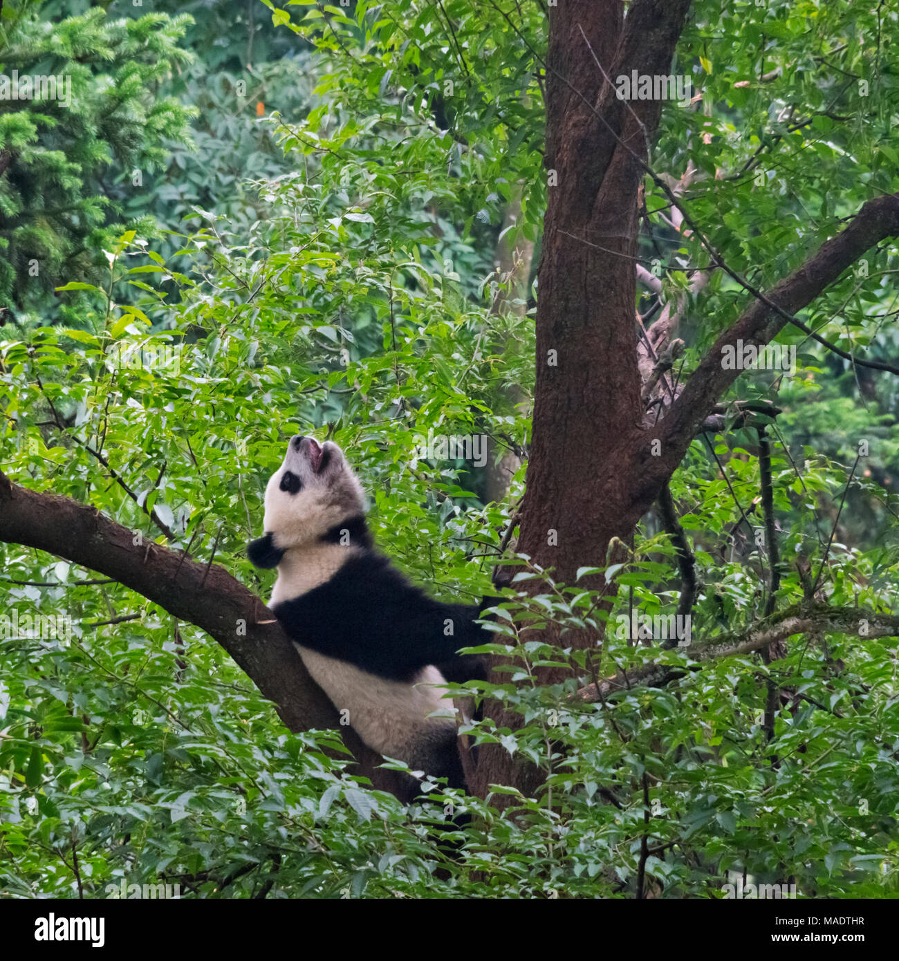 Endangered tree hi-res stock photography and images - Alamy