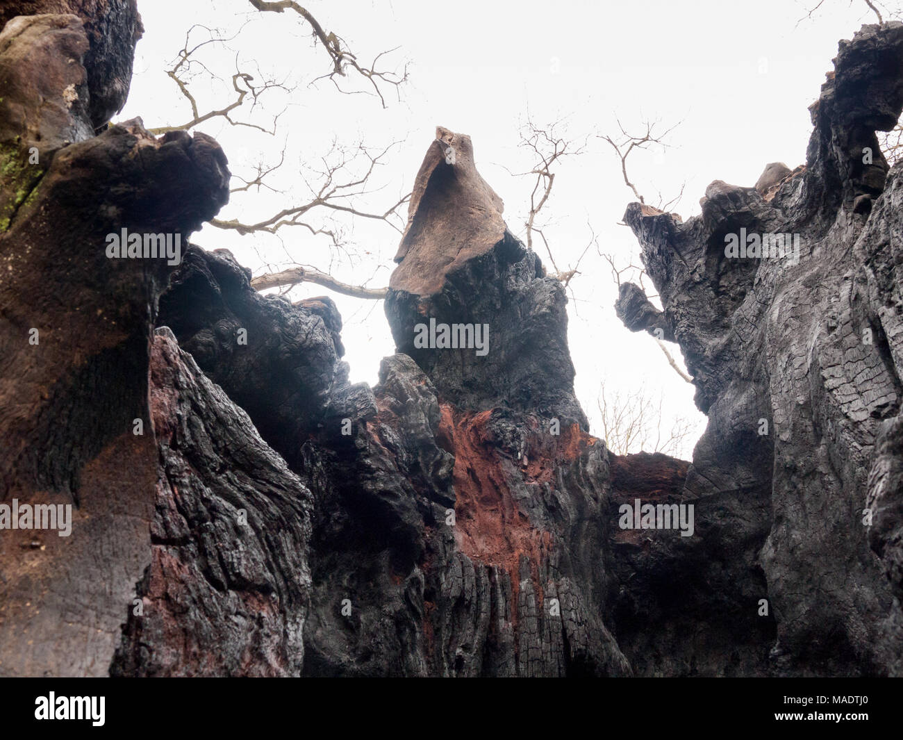 close up inside burnt bark charcoal texture of tree after fire damage ...