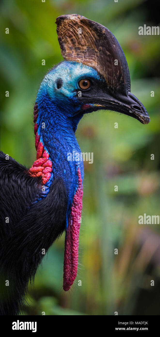 Cassowary Bird Feather