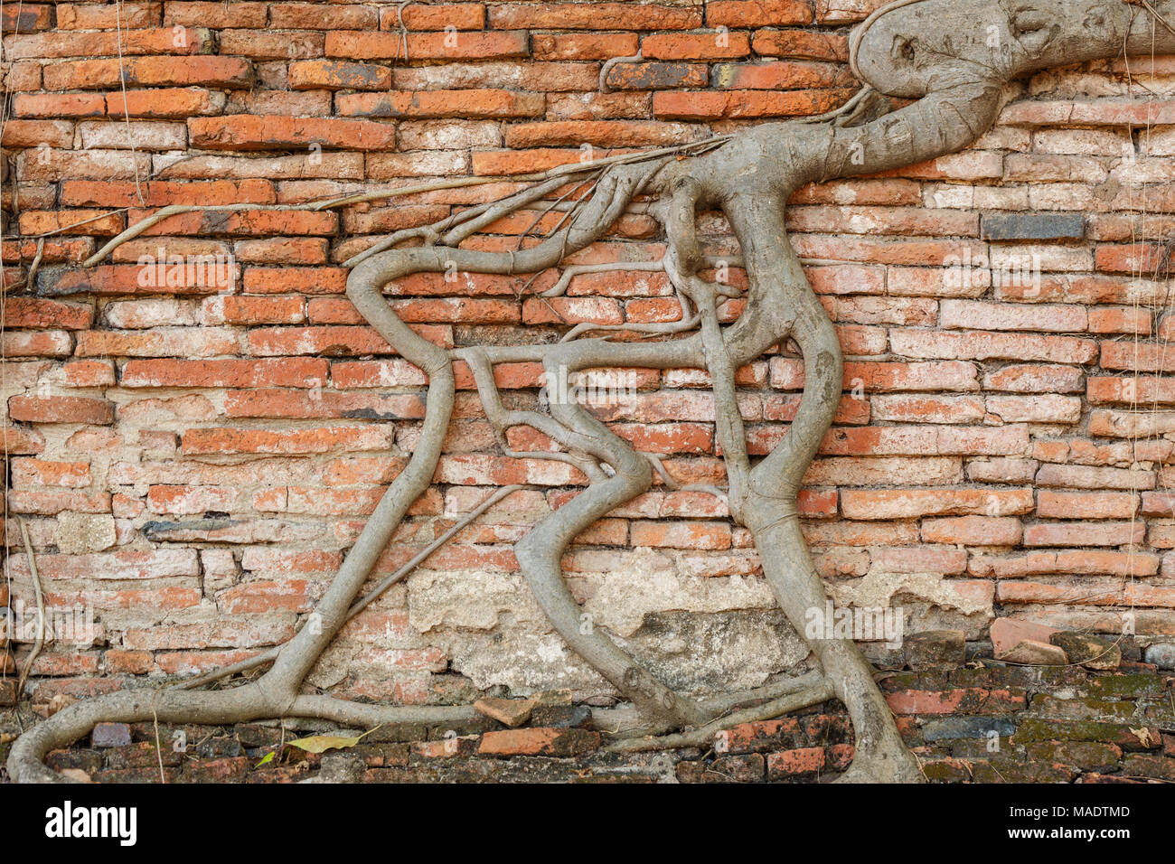 Red bricks wall with roots in ancient temple Stock Photo - Alamy