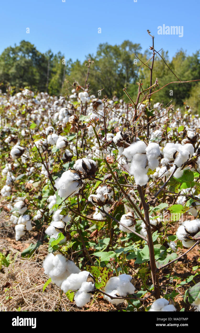 Cotton trees blossom hi-res stock photography and images - Alamy