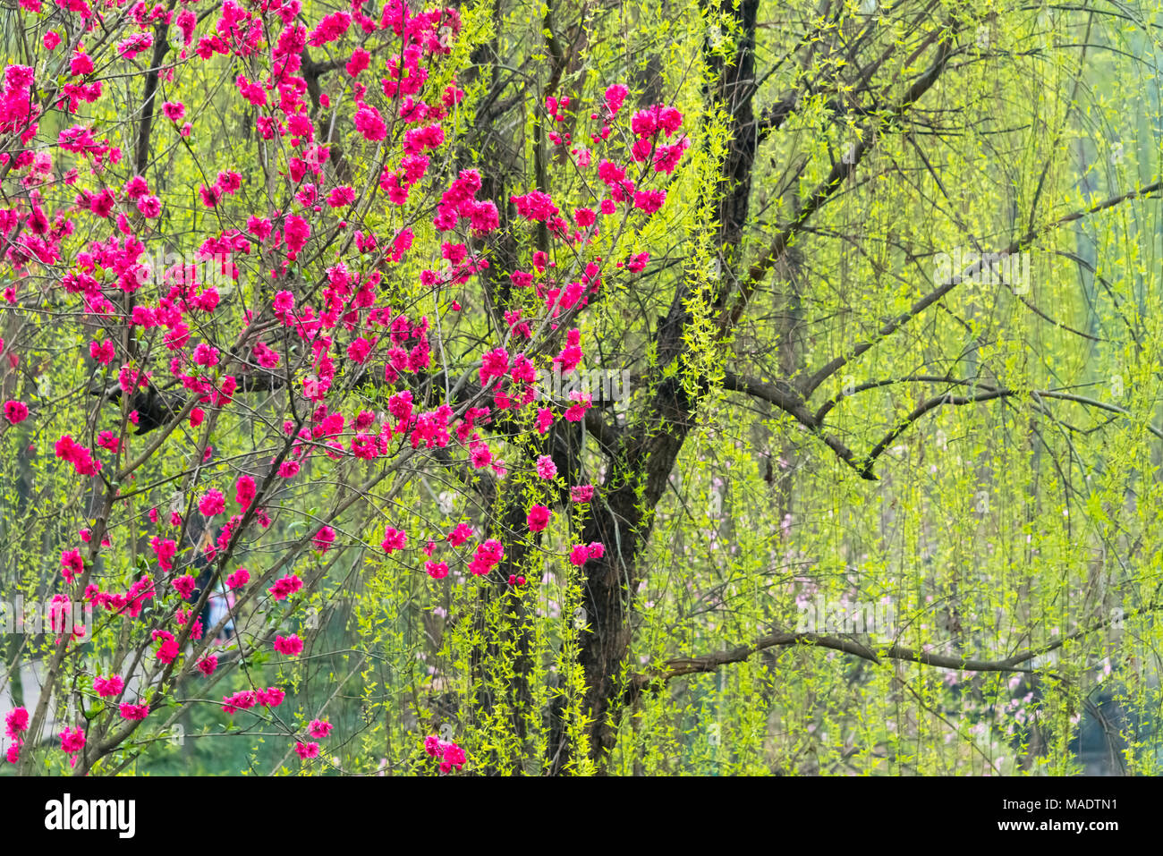 Peach flowers and willow trees, Sichuan Province, China Stock Photo - Alamy