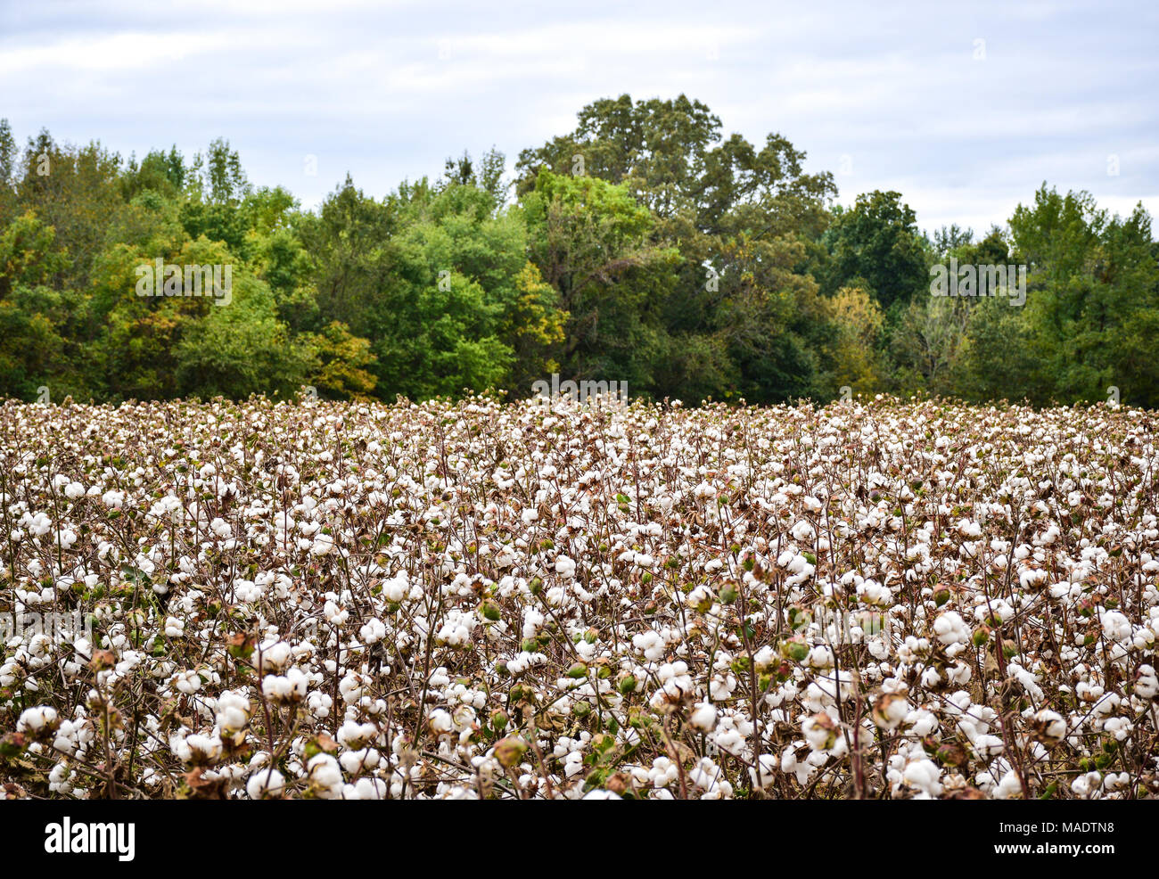 Texas cotton farming hi-res stock photography and images - Alamy