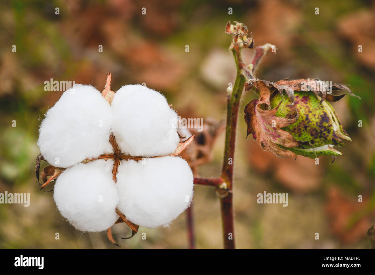 Botany of cotton plant hi-res stock photography and images - Alamy