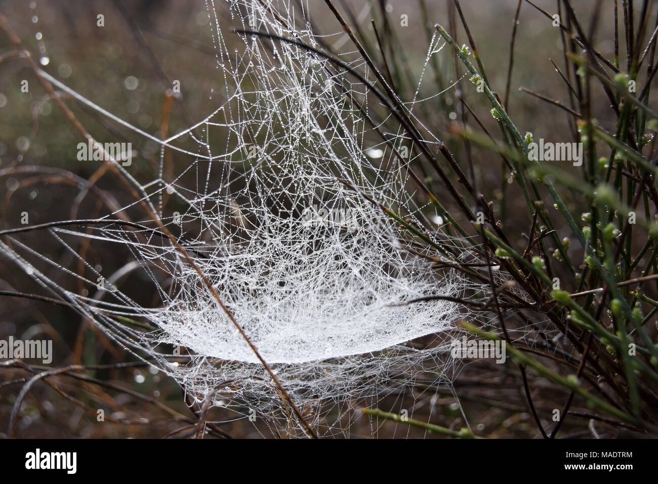 Spider net close up after rain Stock Photo - Alamy