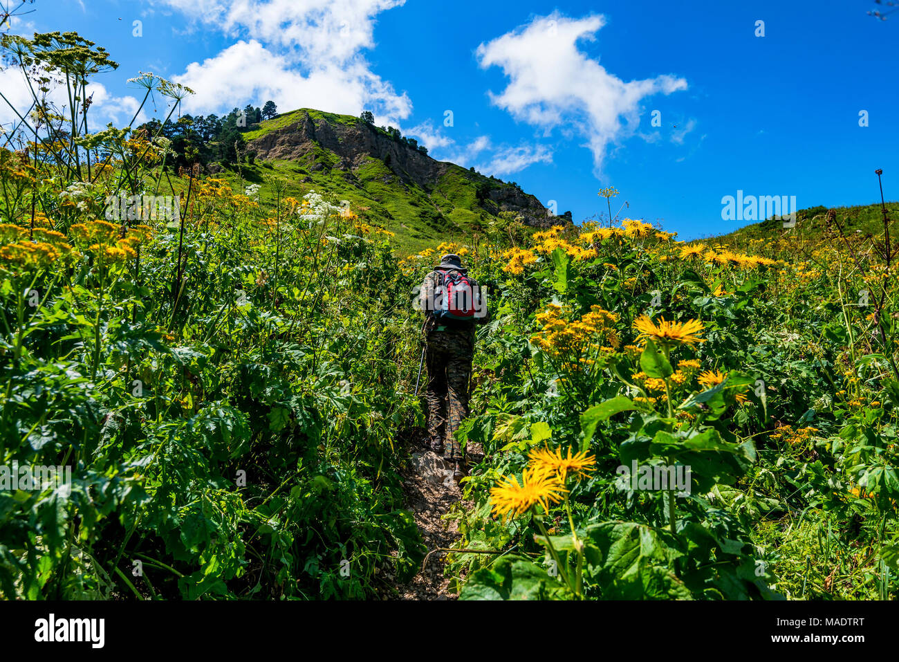 Back view hiker in mountain meadow Stock Photo - Alamy