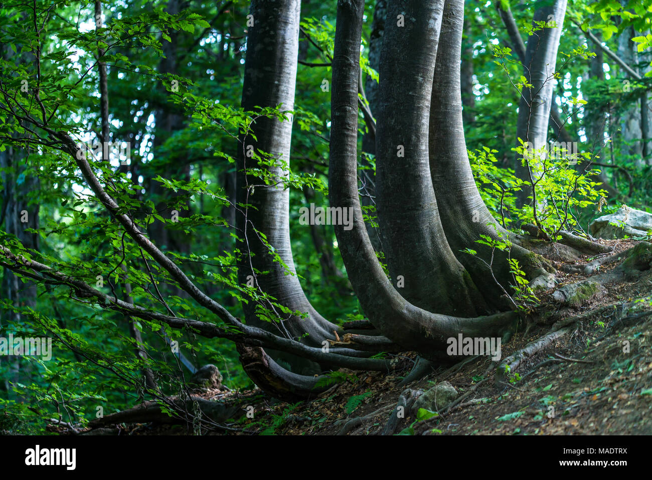 Krummholz trees in forest Stock Photo - Alamy