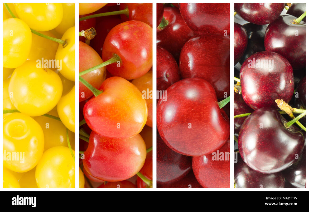 Collage from different varieties of sweet cherry (colorful). rectangle ...