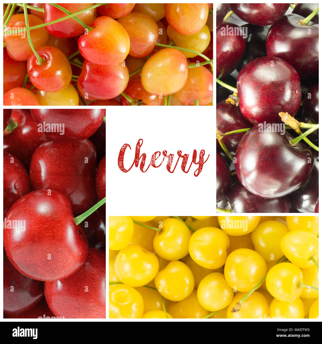 Collage from different varieties of sweet cherry (colorful) - square ...