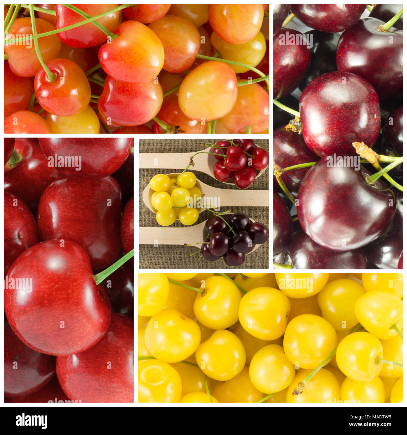 Collage from different varieties of sweet cherry (colorful) - square ...