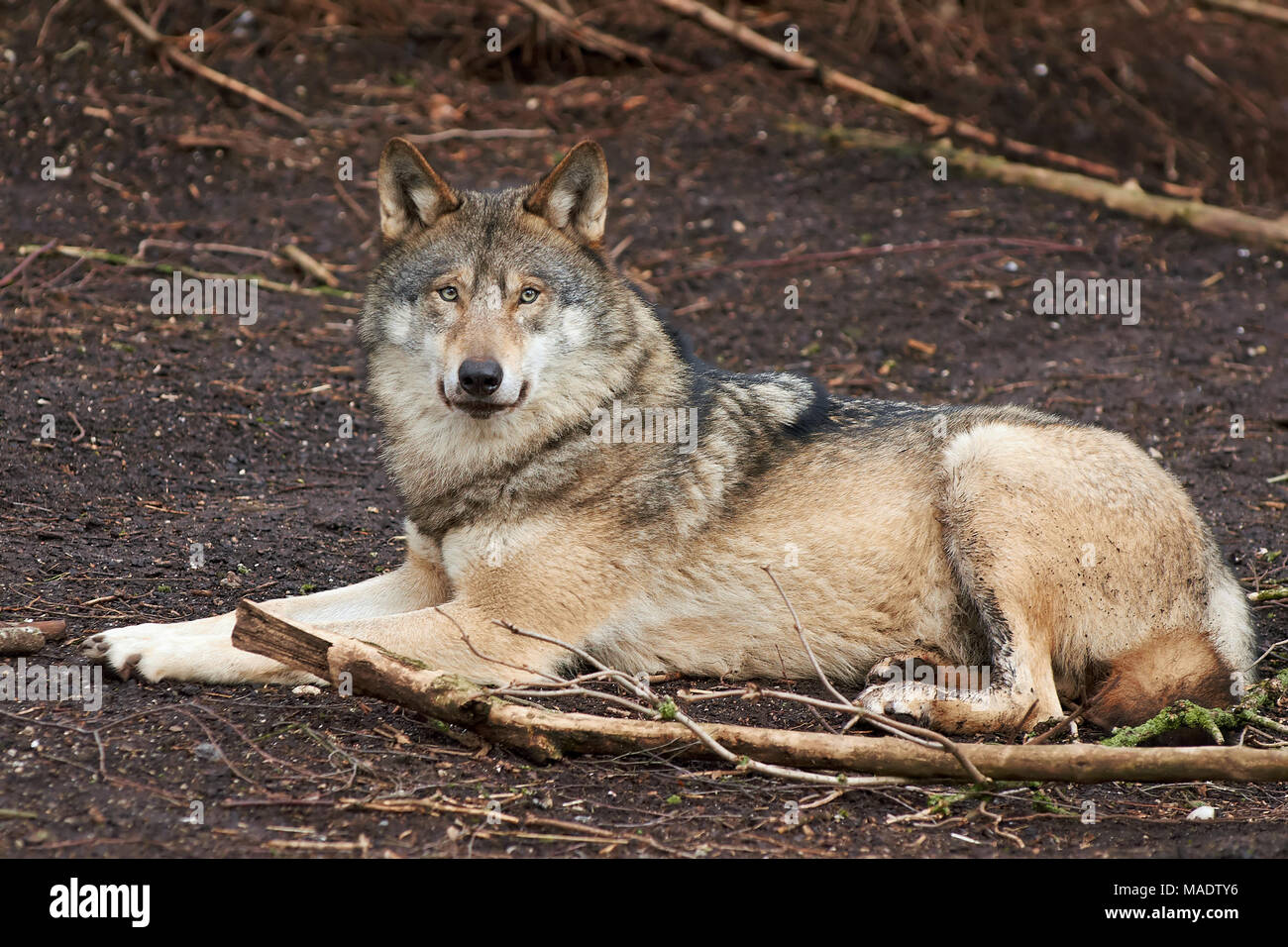 Wolf resting hi-res stock photography and images - Alamy