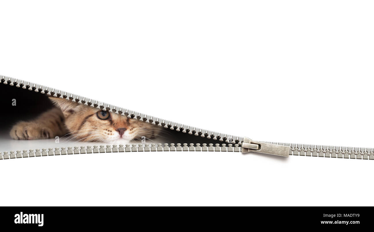 funny cat behind open zipper isolated on white Stock Photo - Alamy