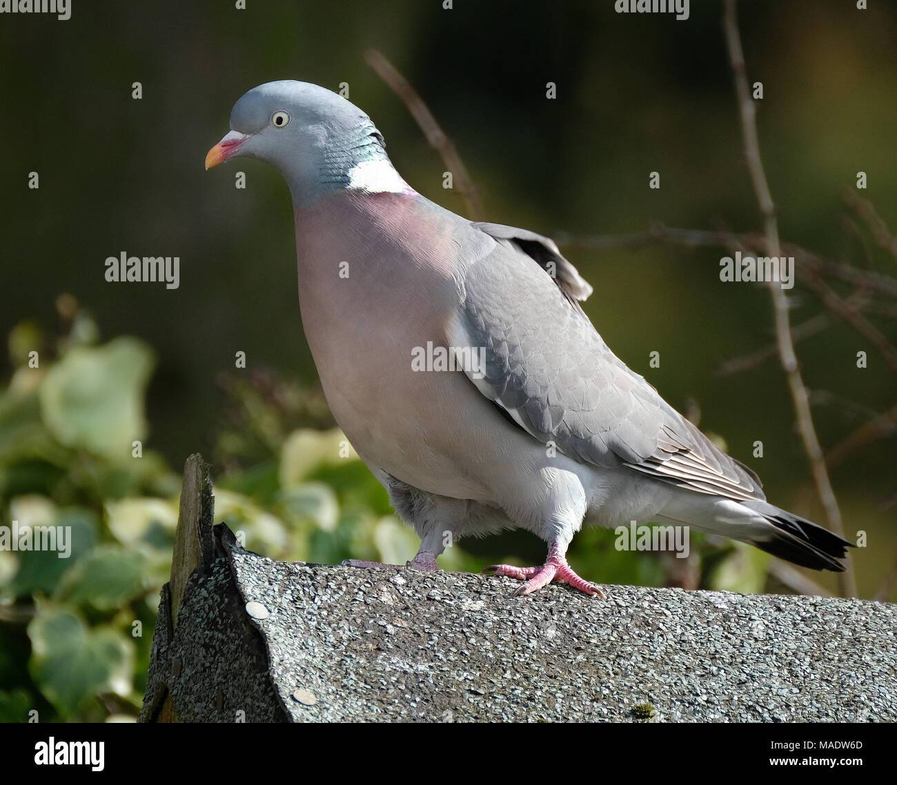 Mad Pigeon