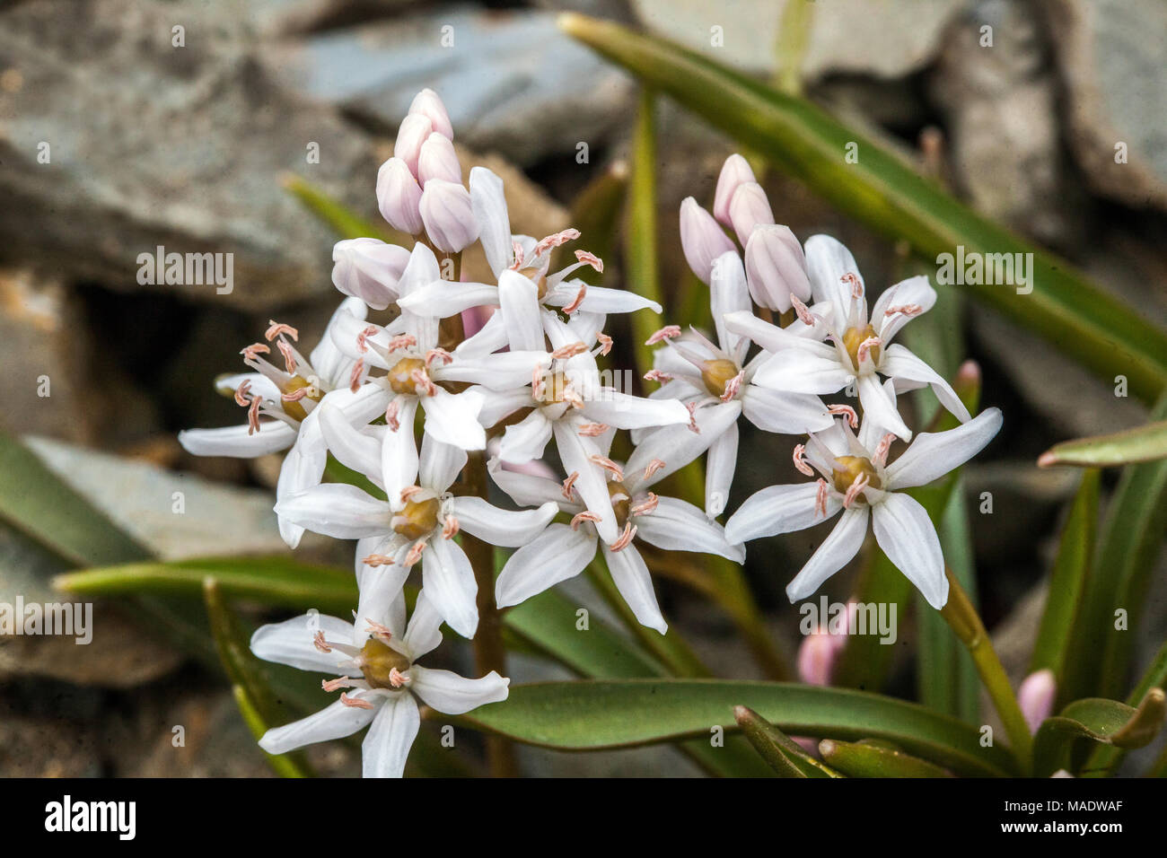 Scilla bifolia " Rosea ", Alpine squill Rockery, Spring, Flower Stock ...