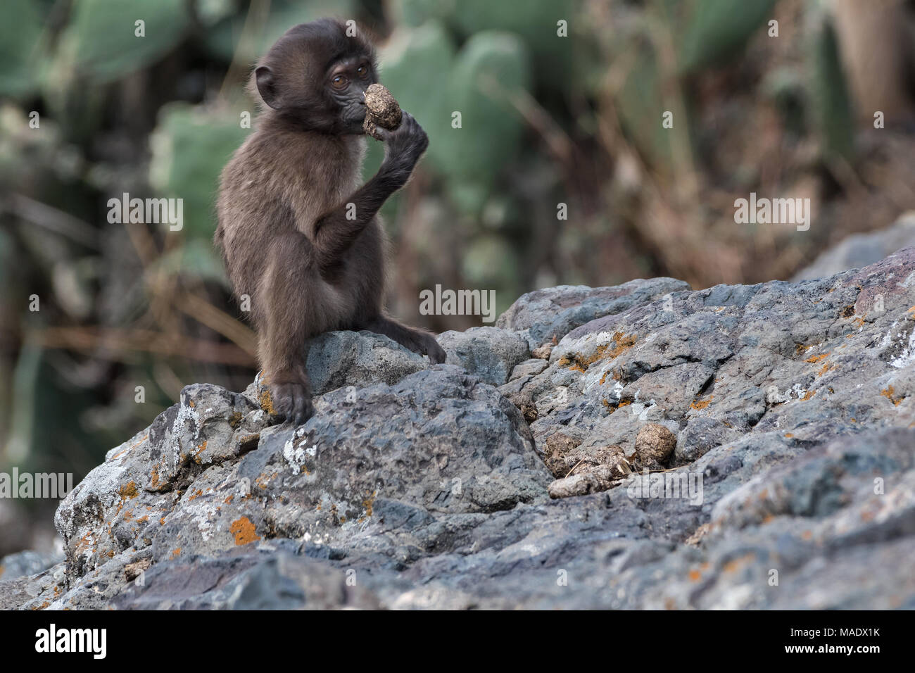 Theropithecus gelada rocks hi-res stock photography and images - Alamy
