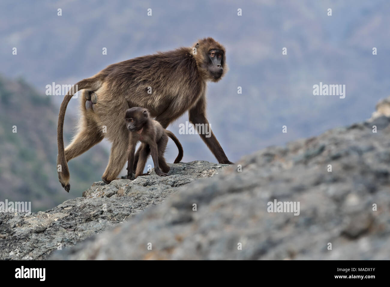 Theropithecus gelada rocks hi-res stock photography and images - Alamy