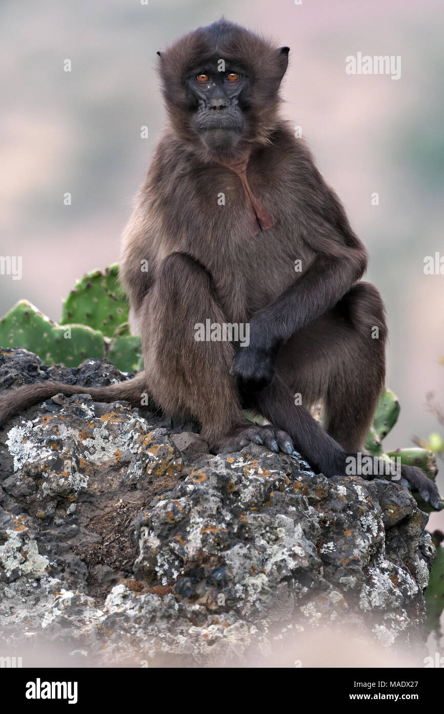 female Gelada Baboon (Theropithecus gelada), Debre Libanos, Ethiopia ...