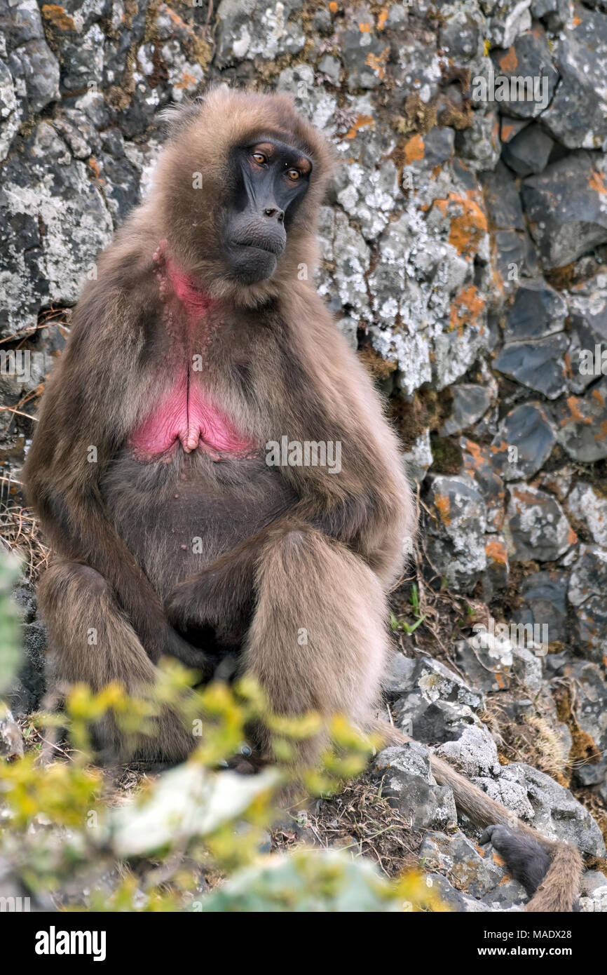 female Gelada Baboon (Theropithecus gelada), Debre Libanos, Ethiopia ...