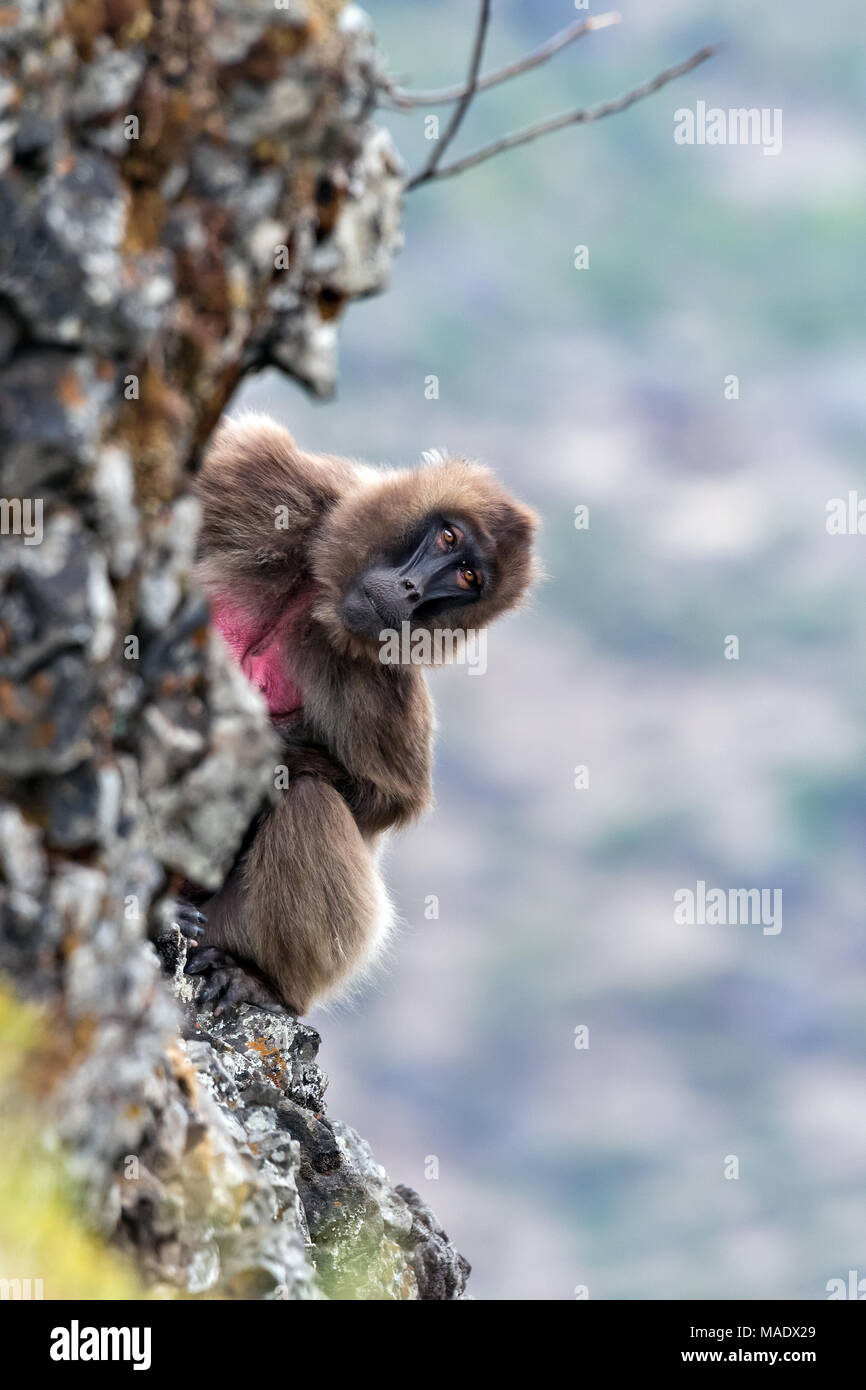 female Gelada Baboon (Theropithecus gelada), Debre Libanos, Ethiopia ...