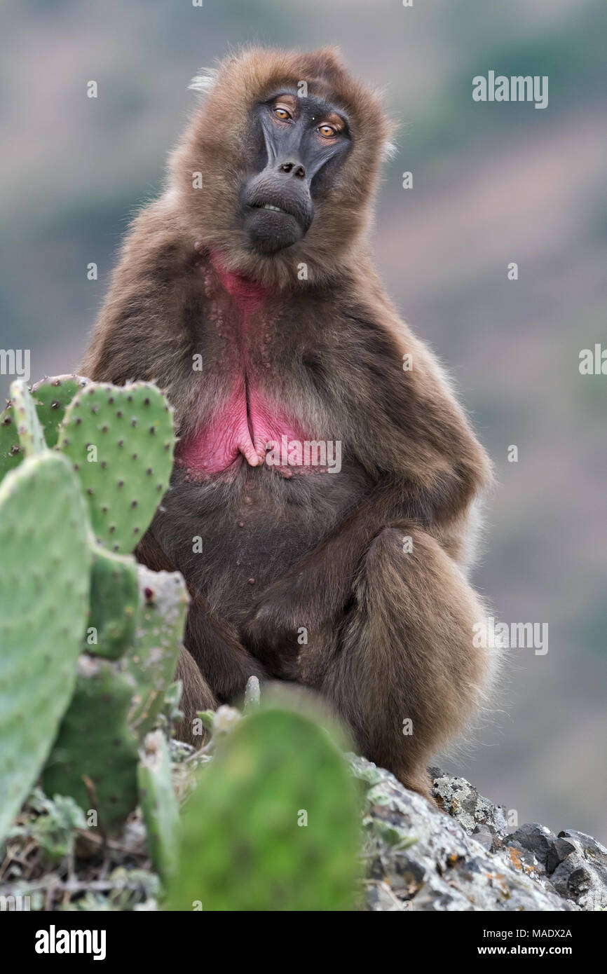 Gelada baboon female hi-res stock photography and images - Alamy