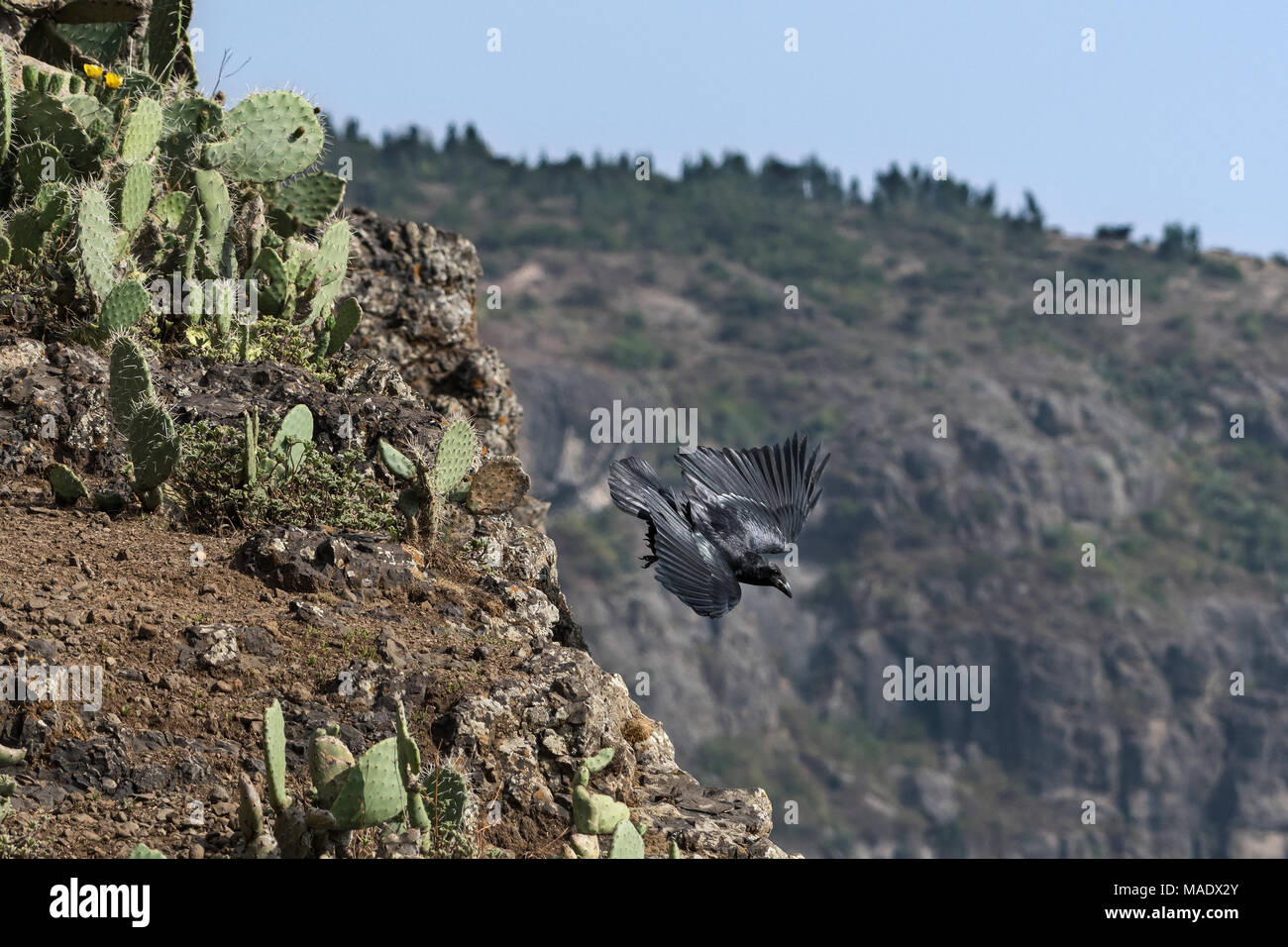 Fan-tailed Raven (Corvus rhipidurus), Debre Libanos, Ethiopia Stock ...