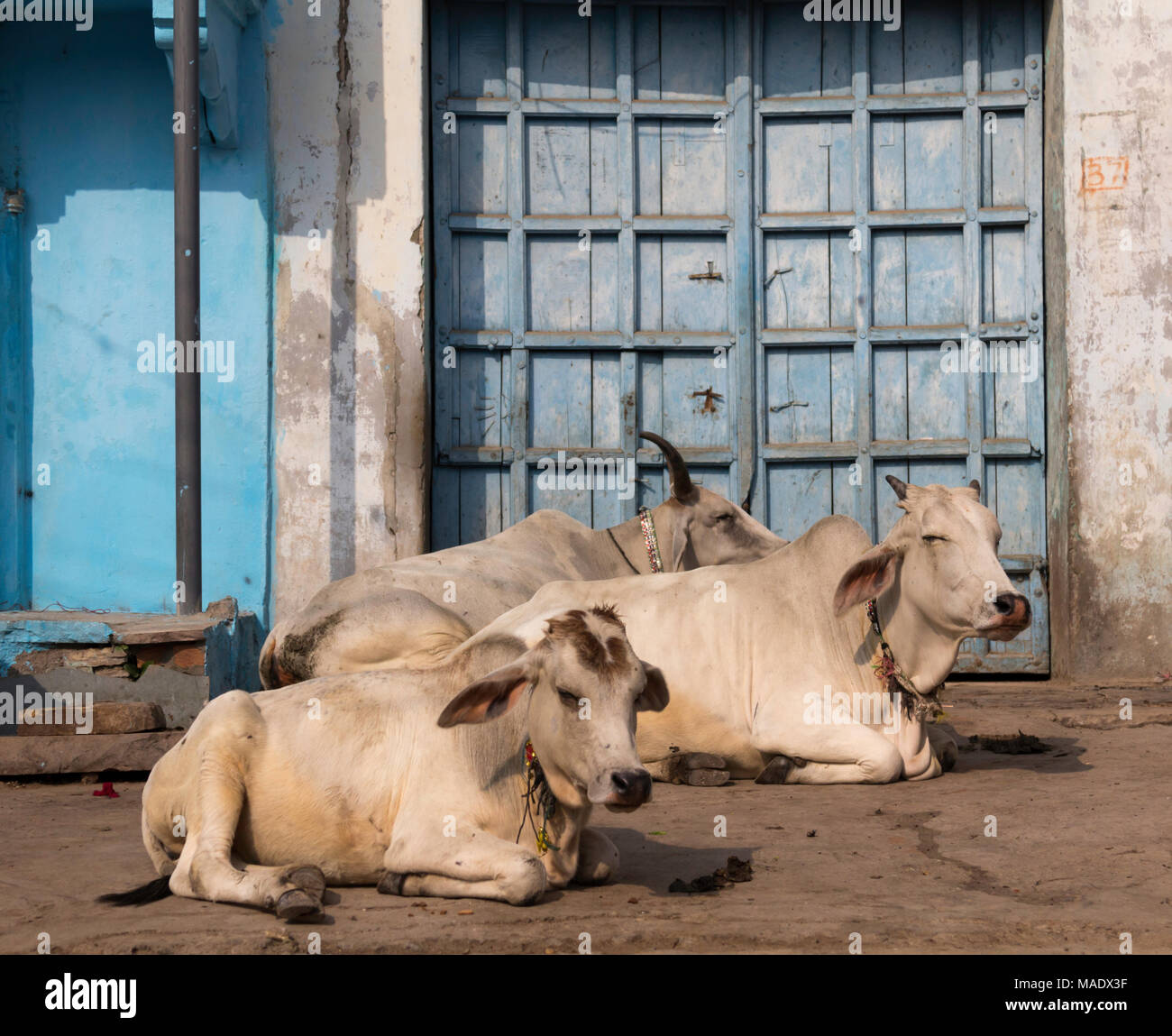 Three cows lying in the sun outside a traditional dwelling house with a ...