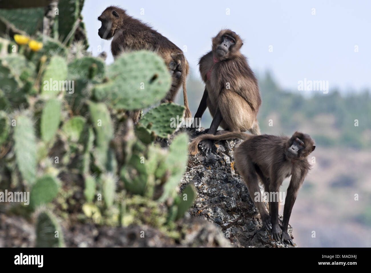 Theropithecus gelada rocks hi-res stock photography and images - Alamy