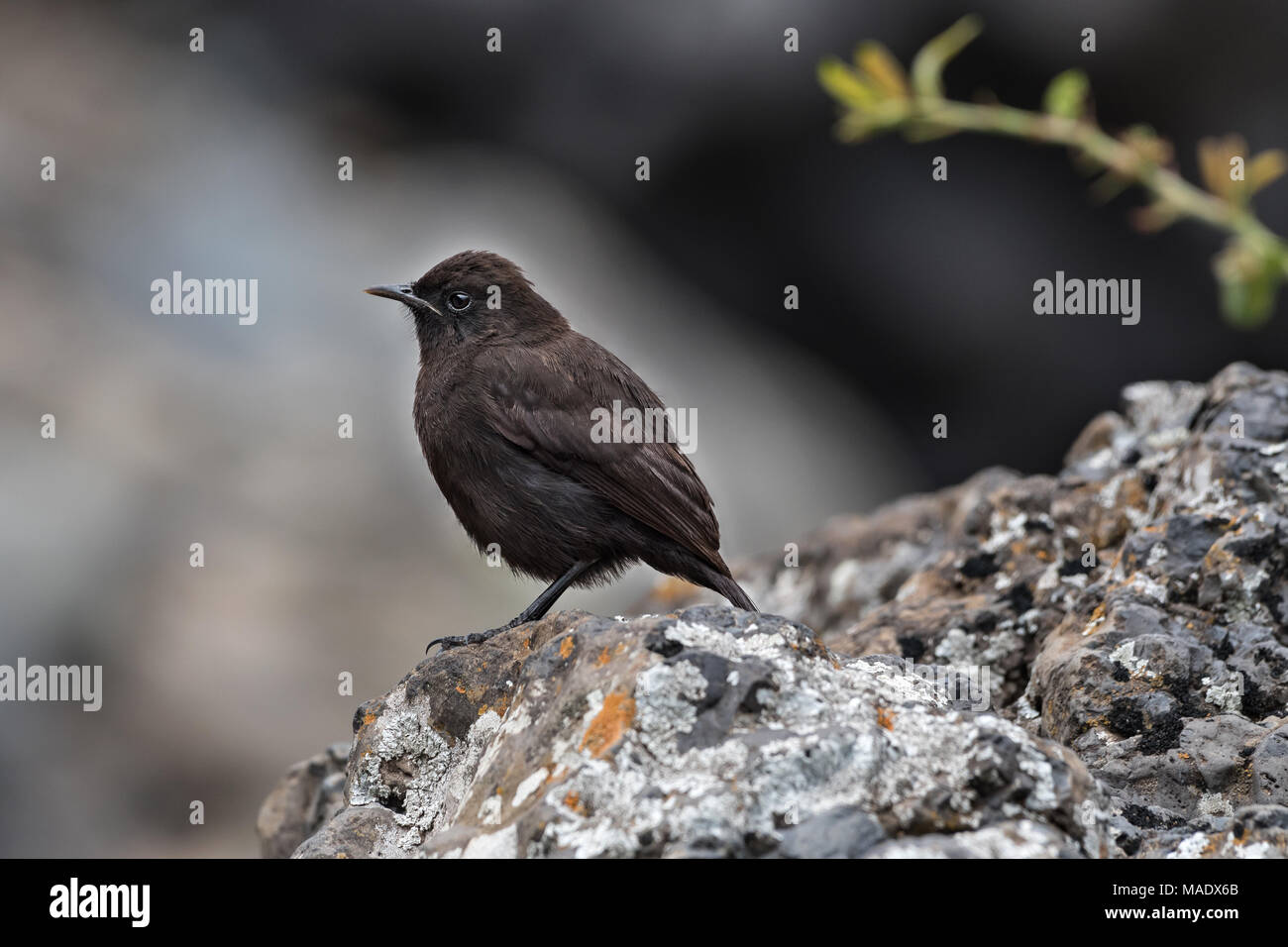 Ruppell's Black Chat (Myrmecocichla melaena), Debre Libanos, Ethiopia ...