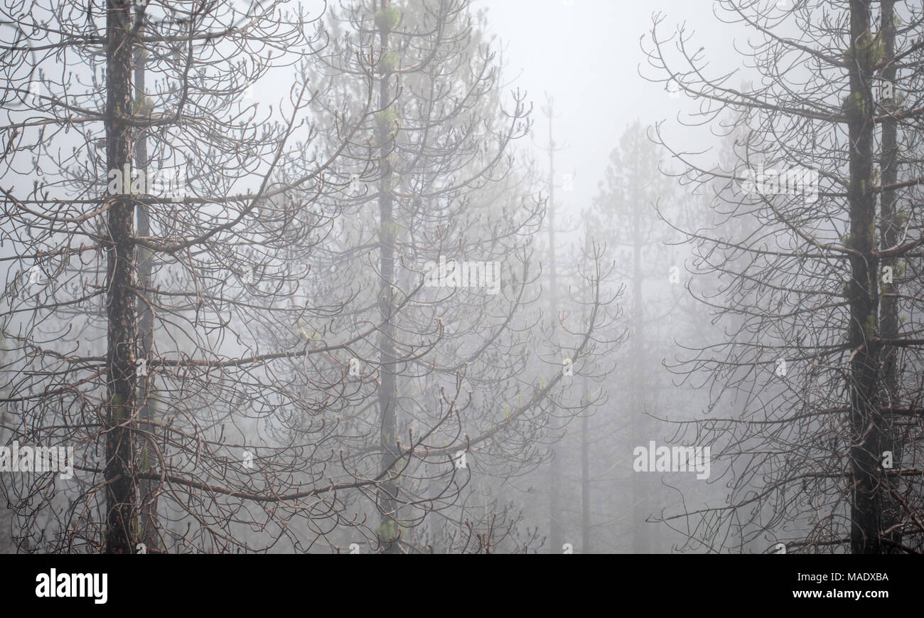 Gran Canaria, March 2018, Las Cumbres - the highest areas of the island ...