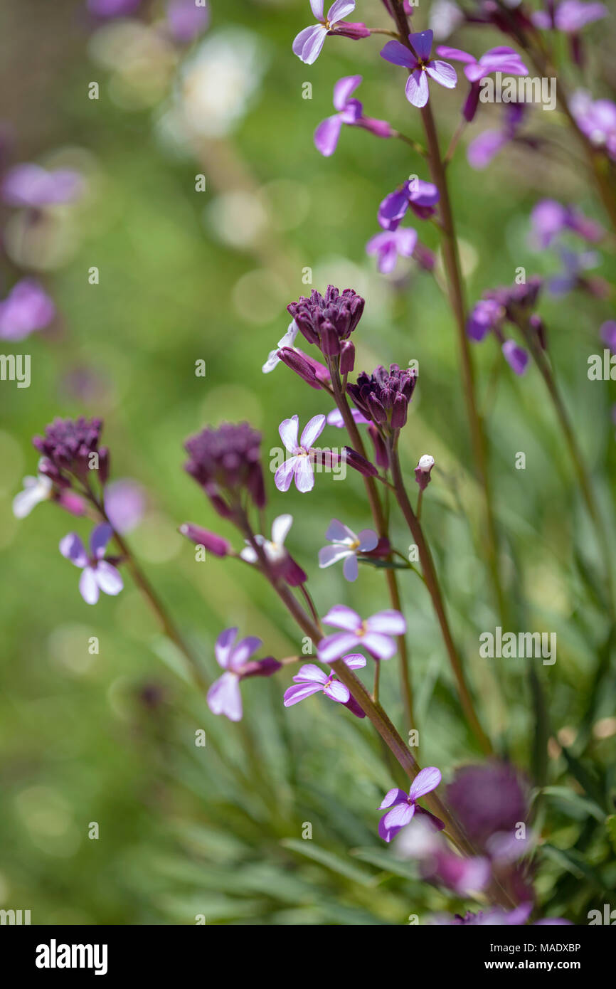 flora of Gran Canaria - natural macro background of Erysimum albescens ...