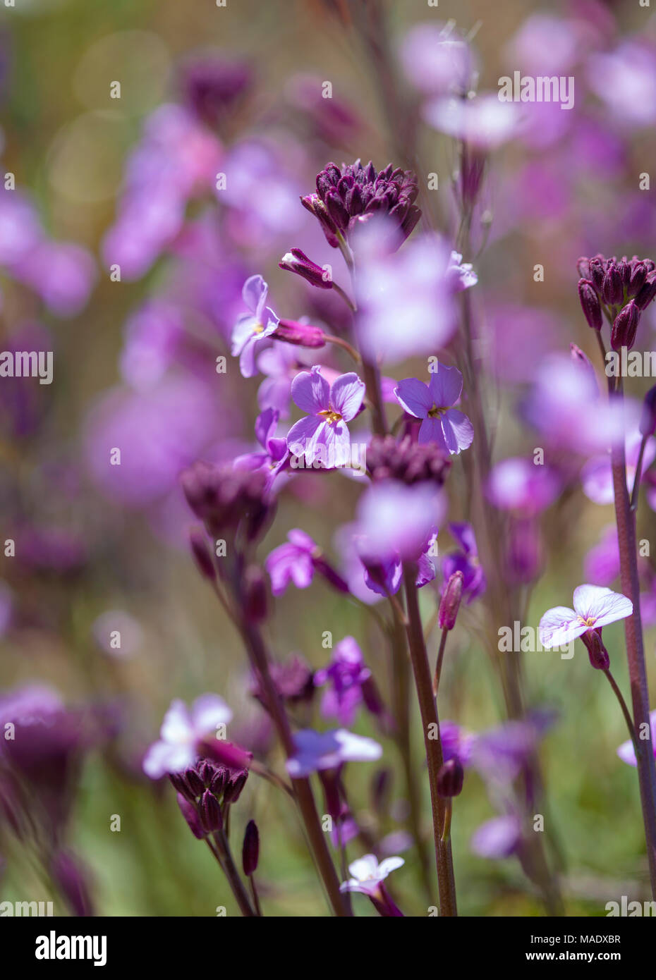 flora of Gran Canaria - natural macro background of Erysimum albescens ...