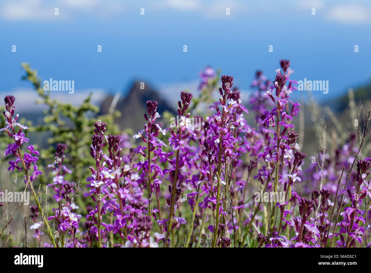flora of Gran Canaria - natural macro background of Erysimum albescens ...
