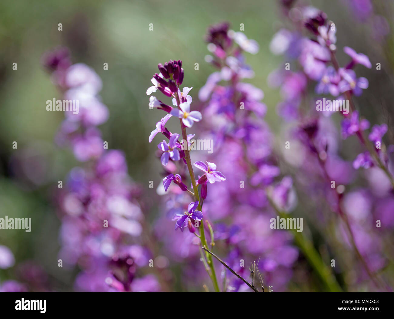 flora of Gran Canaria - natural macro background of Erysimum albescens ...