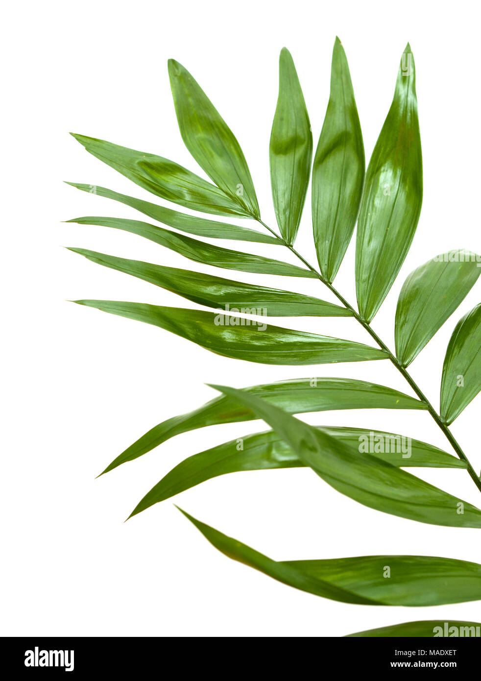 Chamaedorea elegans, popular florist bouquet filler leaf isolated on ...