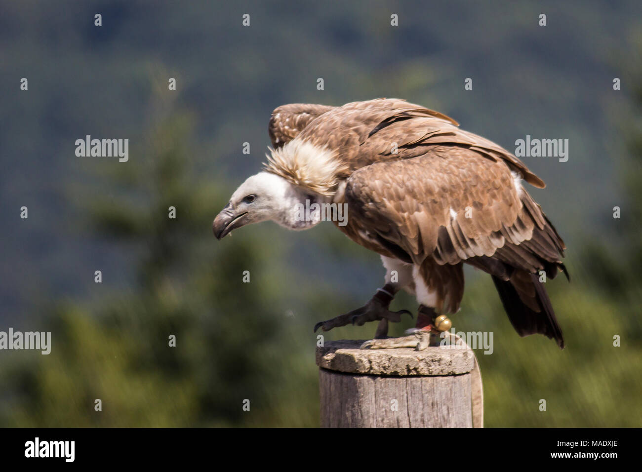 Giffon hi-res stock photography and images - Alamy