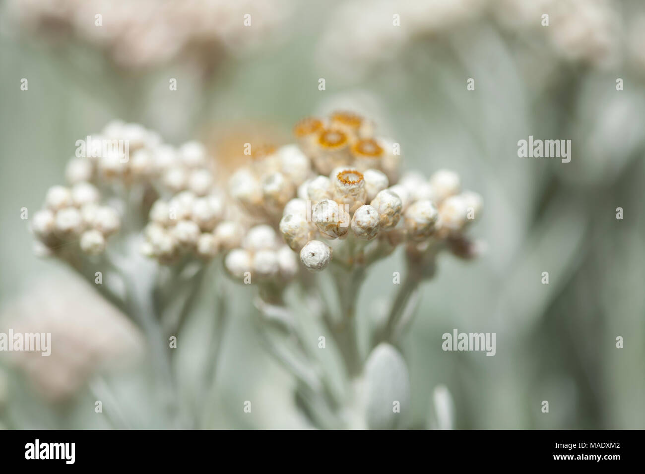 flora of Macaronesia - Helicrysum melaleucumands, medicinal plant Stock ...