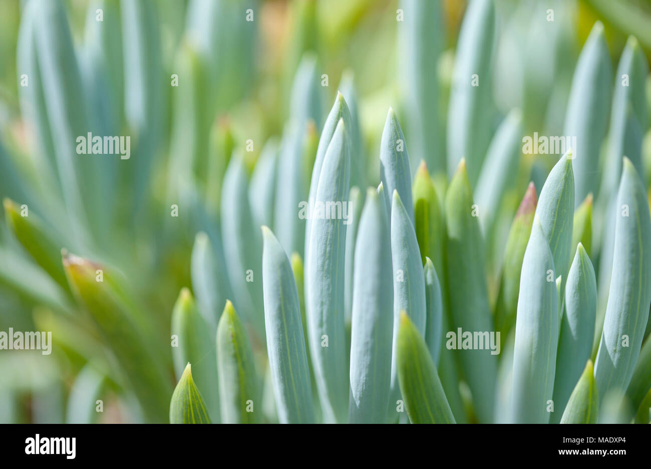 Senecio mandraliscae also known as blue fingers or blue chalk stick ...