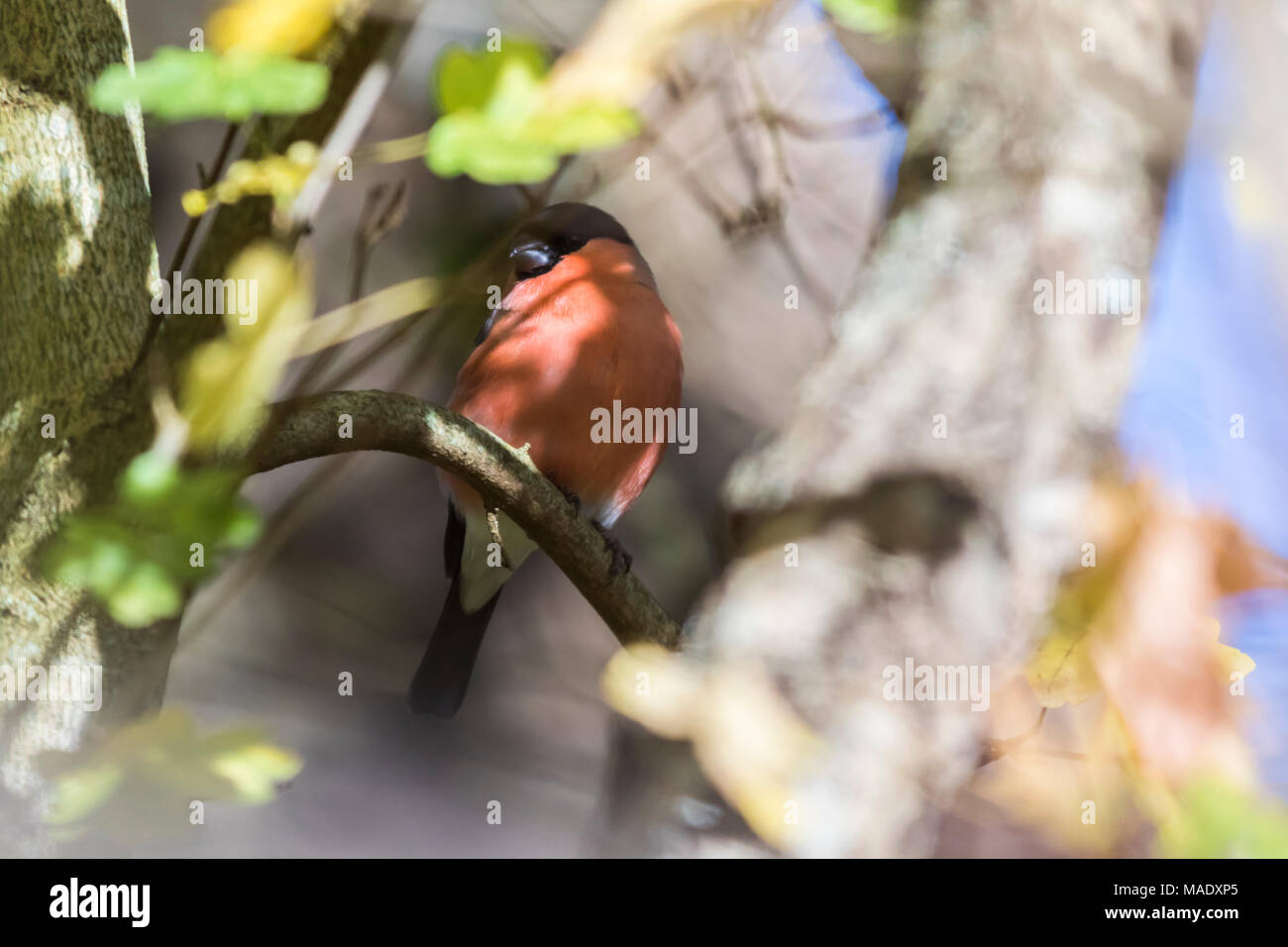 Bullfinch singing hi-res stock photography and images - Alamy