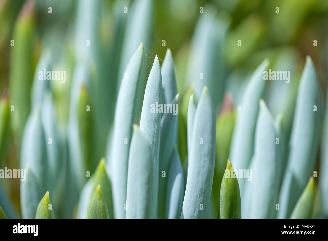 Senecio mandraliscae also known as blue fingers or blue chalk stick ...