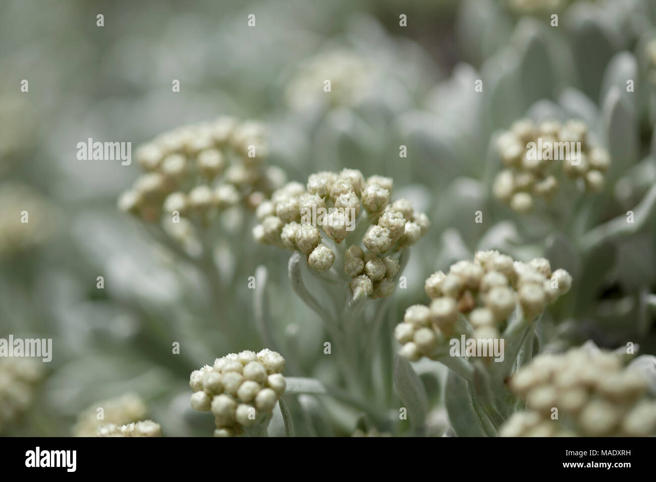 flora of Macaronesia - Helicrysum melaleucumands, medicinal plant from ...