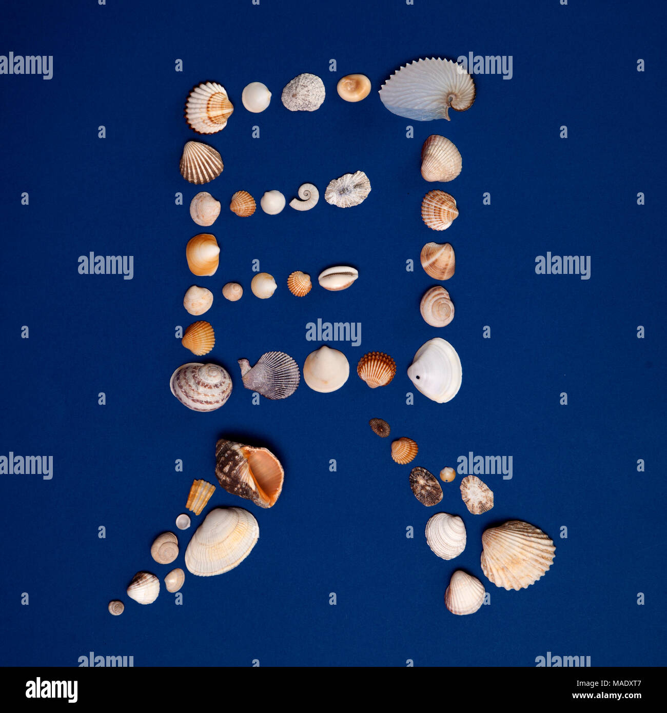 Chinese traditional character bei - shell, shellfish made of shells on ...