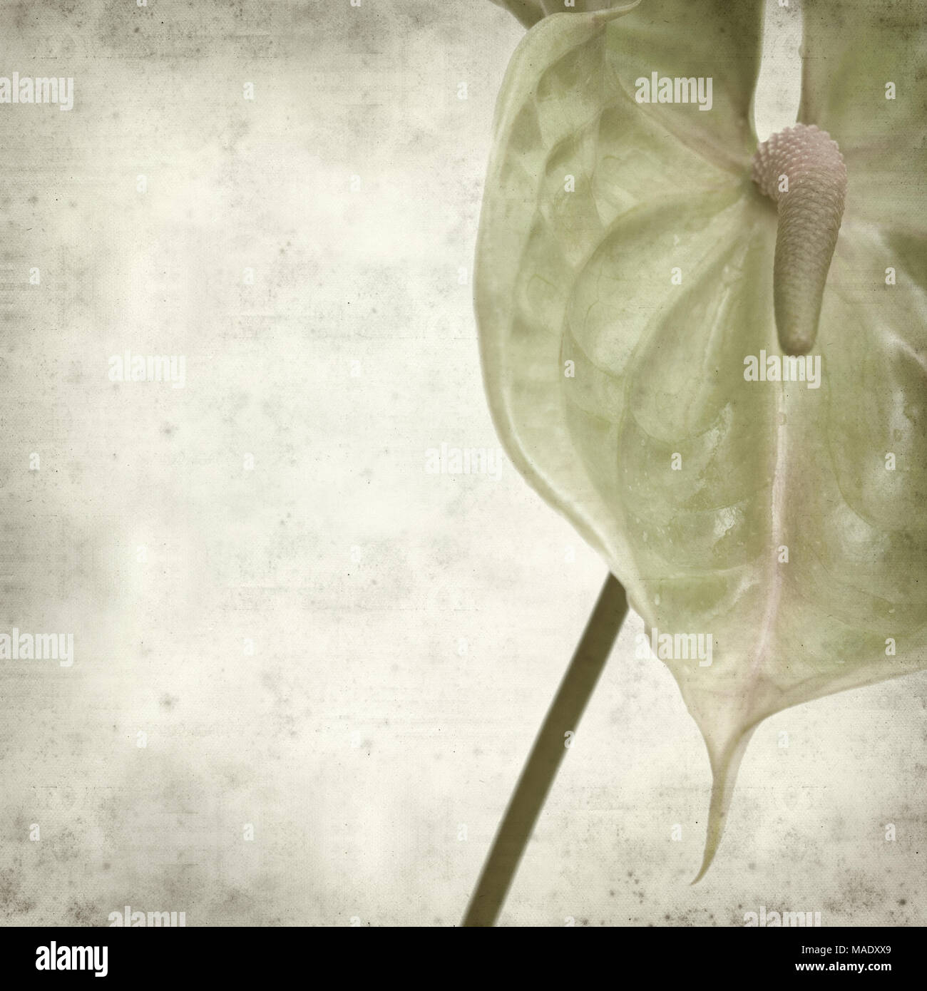 textured old paper background with green Anthurium exotic flower Stock ...