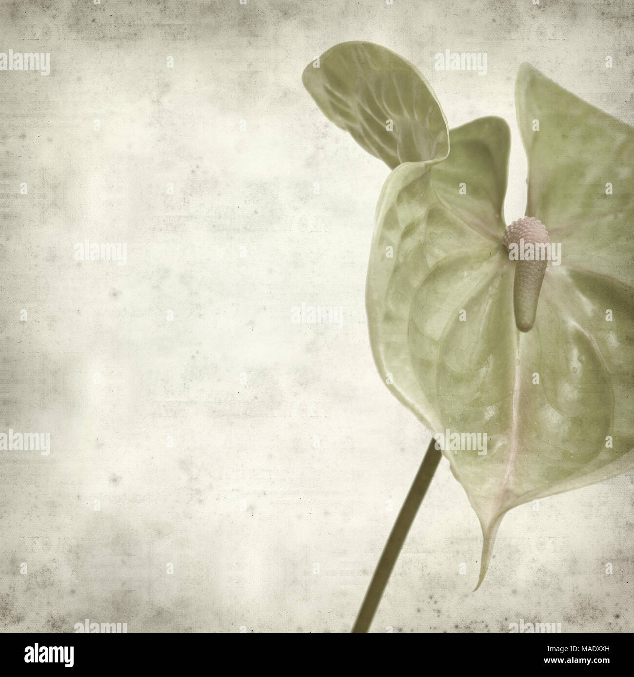 textured old paper background with green Anthurium exotic flower Stock ...