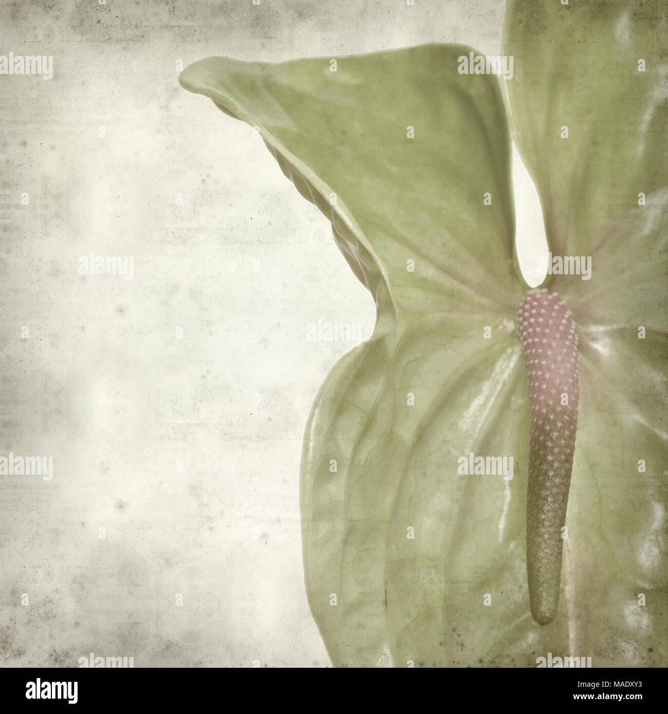 textured old paper background with green Anthurium exotic flower Stock ...