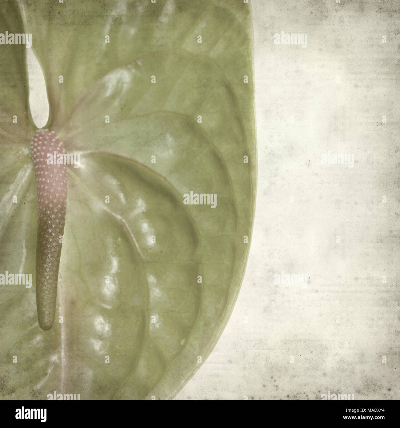 textured old paper background with green Anthurium exotic flower Stock ...
