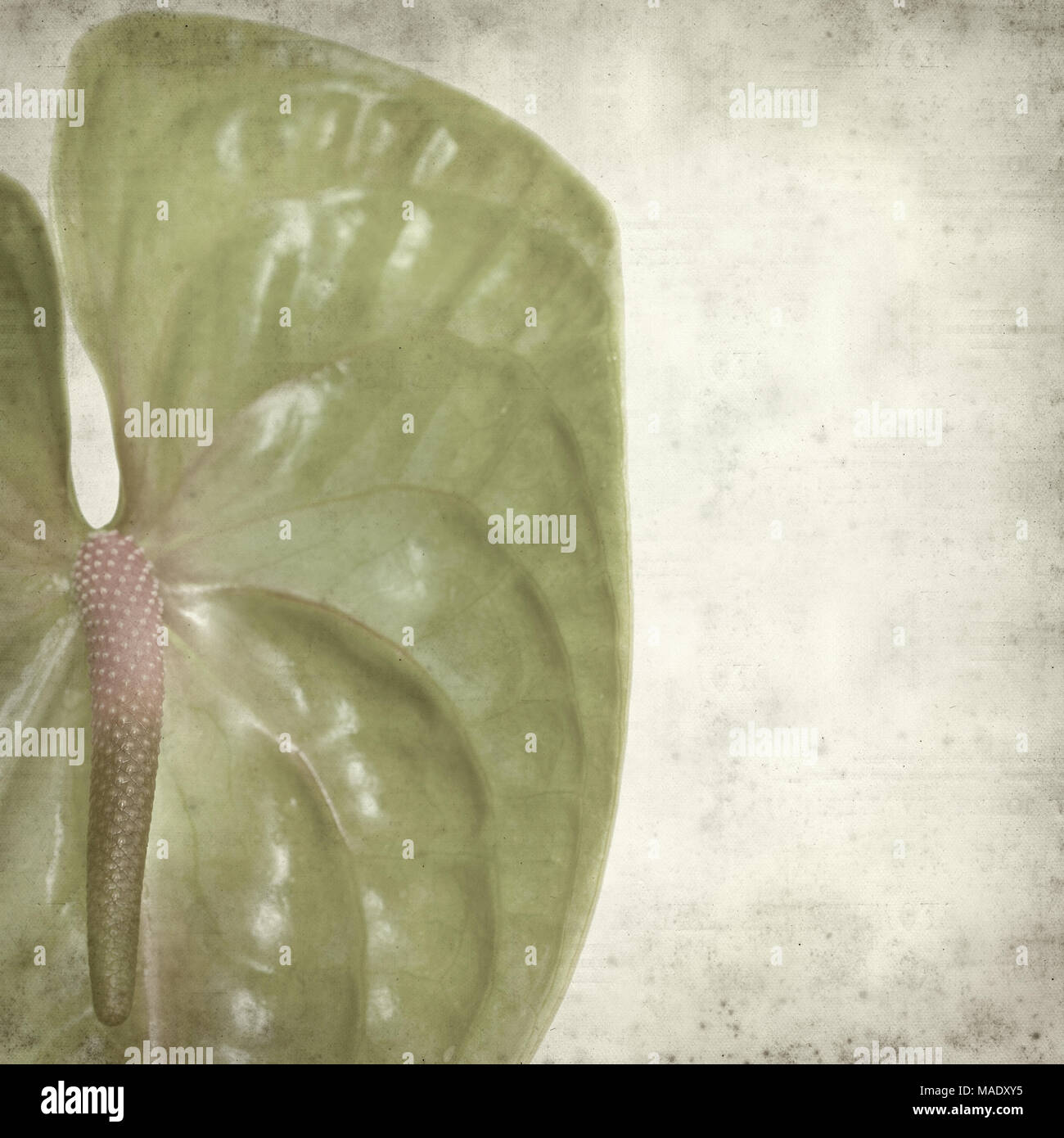 textured old paper background with green Anthurium exotic flower Stock ...